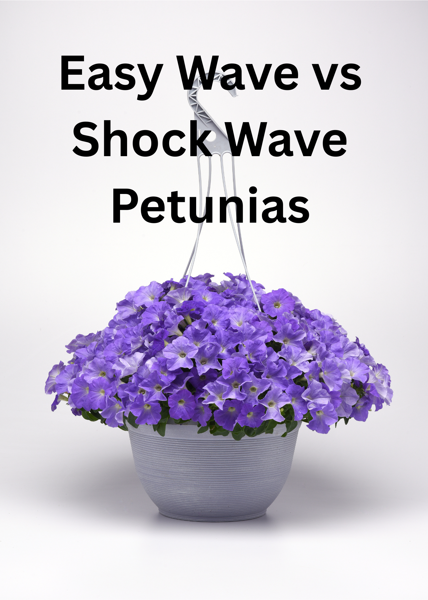 Easy Wave vs Shock Wave Petunia Seeds | Best Wave Petunia Guide ...