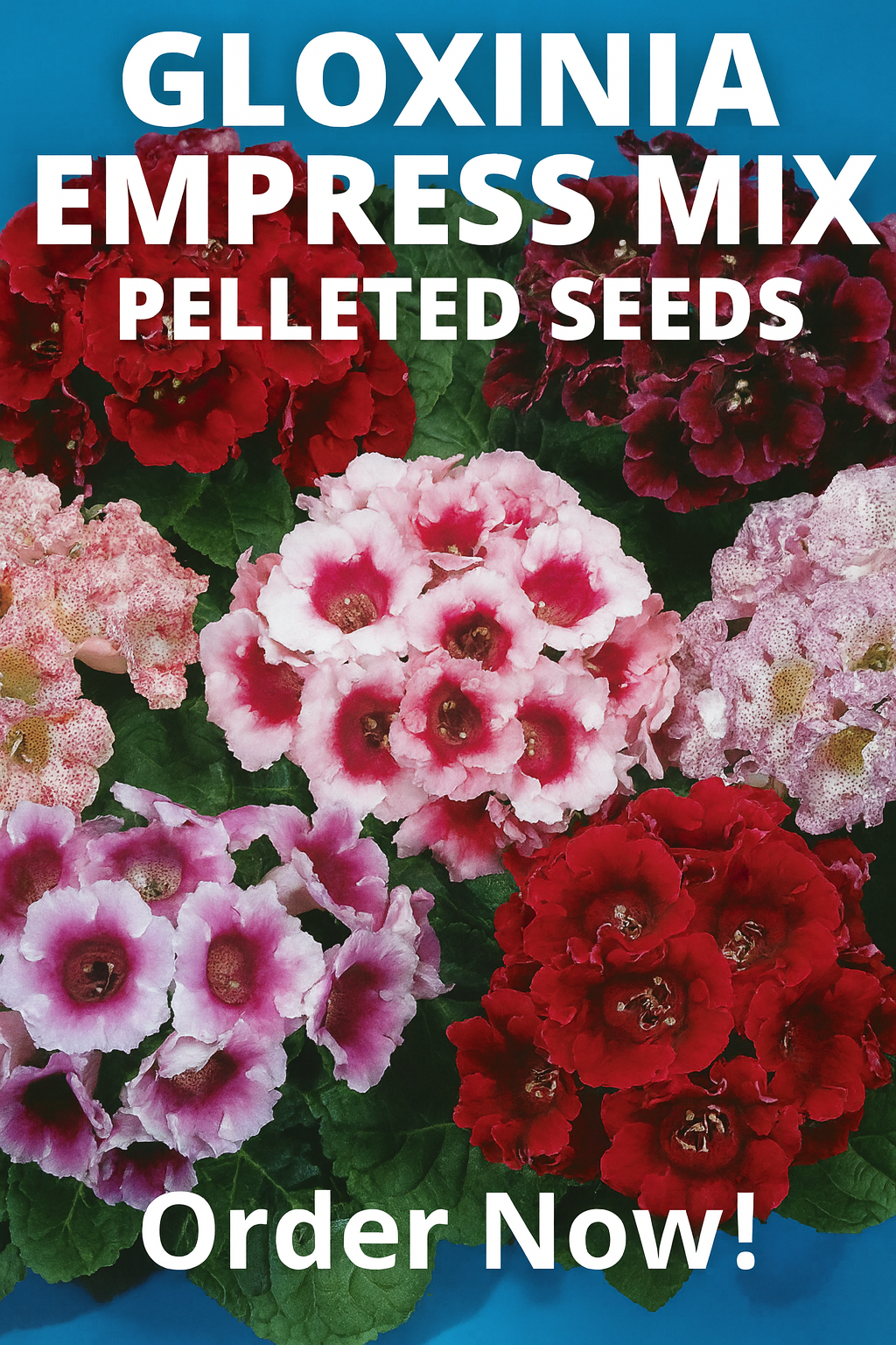 Gloxinia Seeds Empress Mix – Pelleted Seeds for Luxurious Indoor Bloom ...