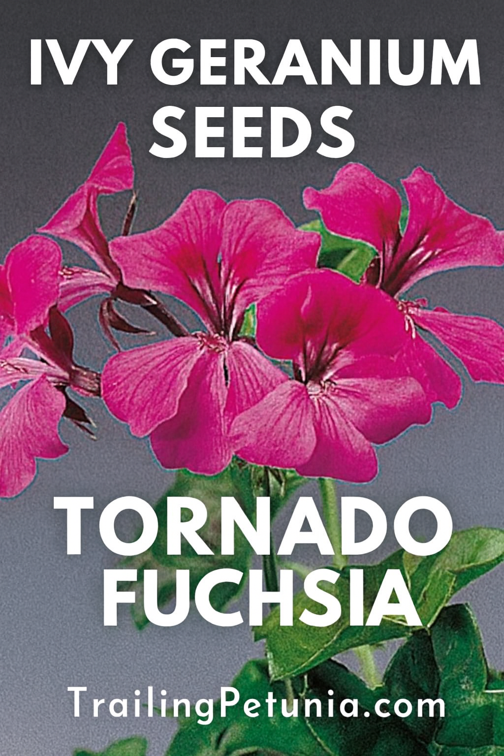 Ivy Geranium Seeds – Tornado Fuchsia: Vivid Trailing Blooms for Stunni ...