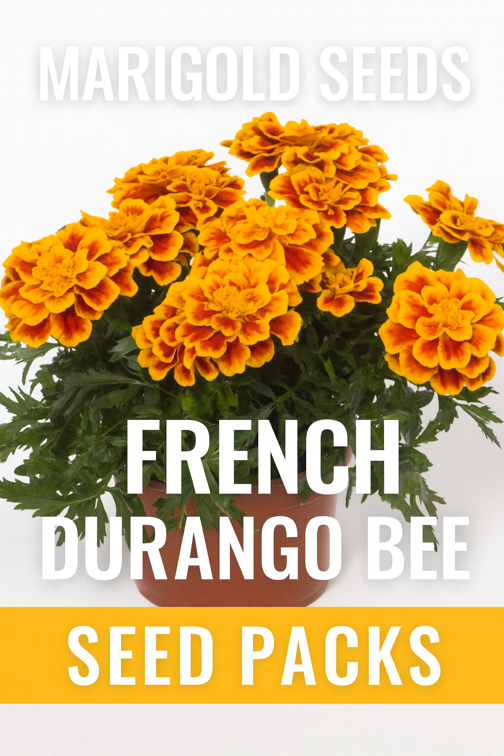 French Marigold Seeds – Durango Bee – trailingpetunia.com
