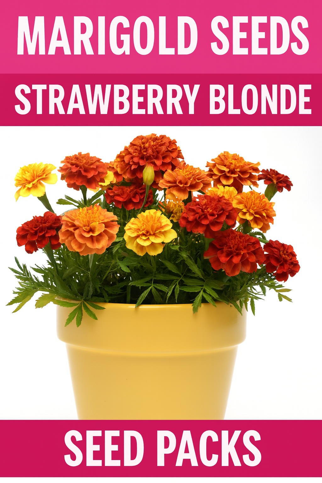 Marigold Seeds – Marigold Strawberry Blonde – trailingpetunia.com