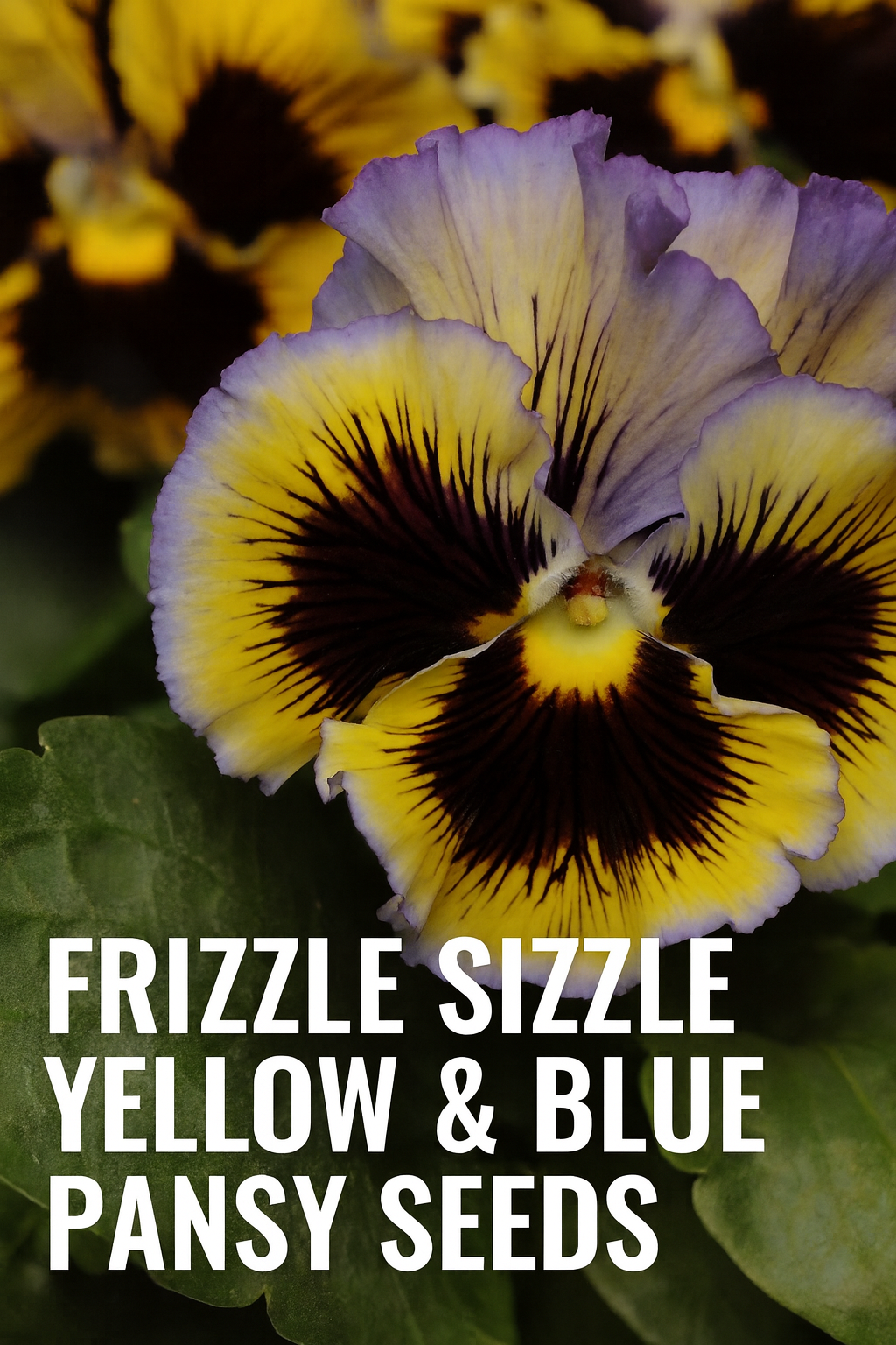 Pansy Seeds Frizzle Sizzle Yellow & Blue | Unique Ruffled Blooms ...