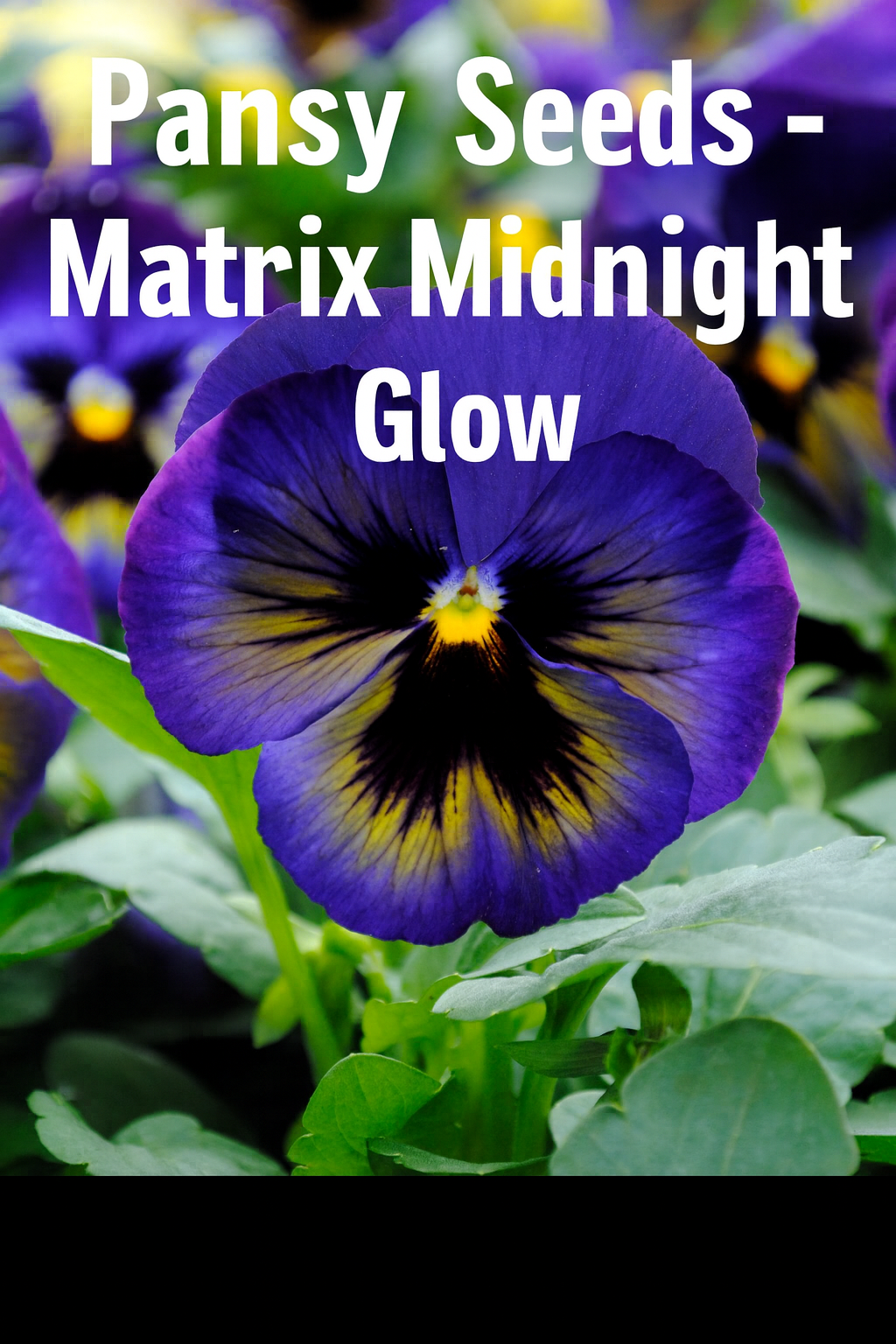 Pansy Seeds Matrix Midnight Glow – A Radiant Choice for Garden Color ...