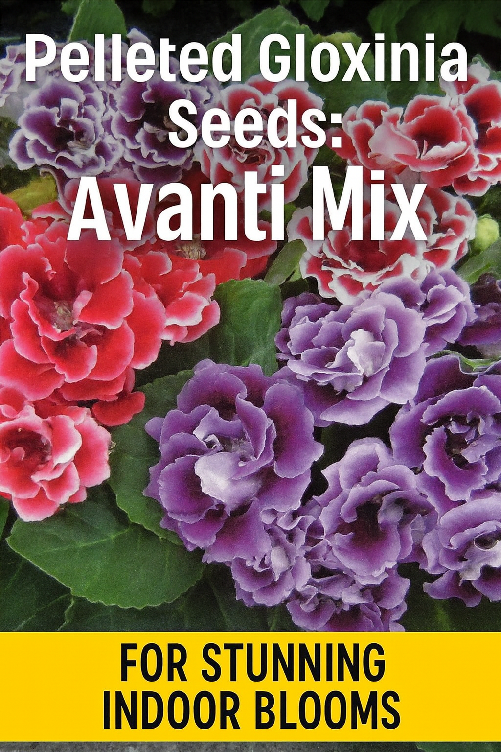 Pelleted Gloxinia Seeds: Avanti Mix for Stunning Indoor Blooms ...