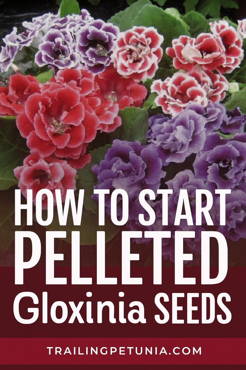Starting Pelleted Gloxinia Seeds – A Complete Guide for Gardeners and ...
