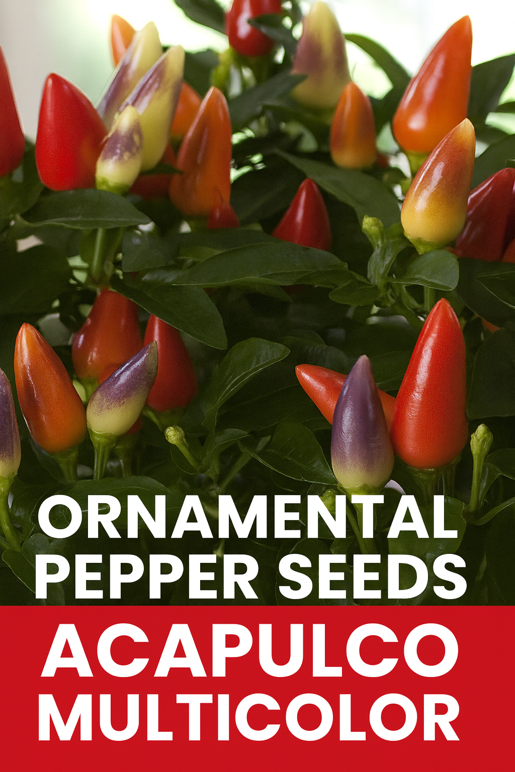 Acapulco Multicolor Ornamental Pepper Seeds | Vibrant Garden Color ...