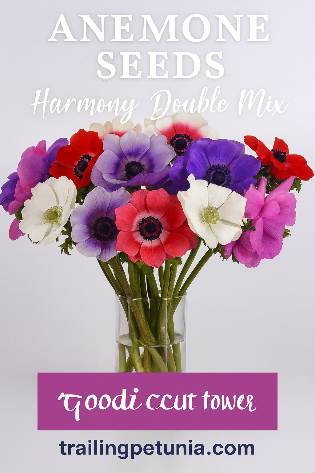 Anemone Seeds Harmony Double Mix | Vibrant Double Blooms ...