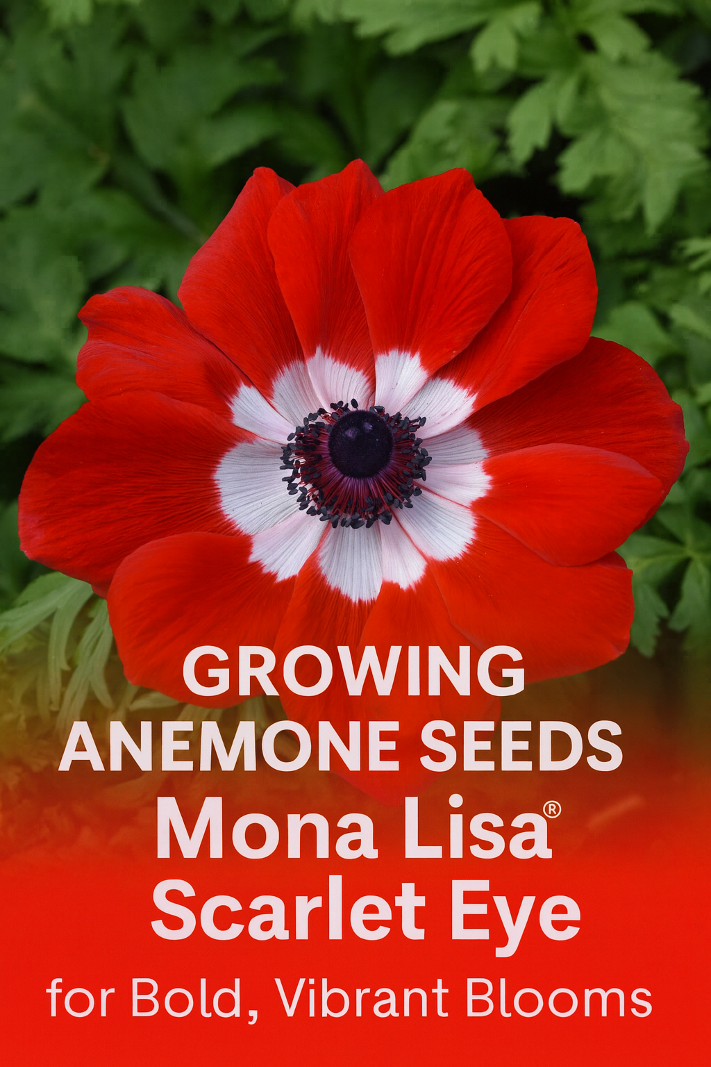 Anemone Seeds Mona Lisa® Scarlet Eye | Bold Red Cut Flowers ...