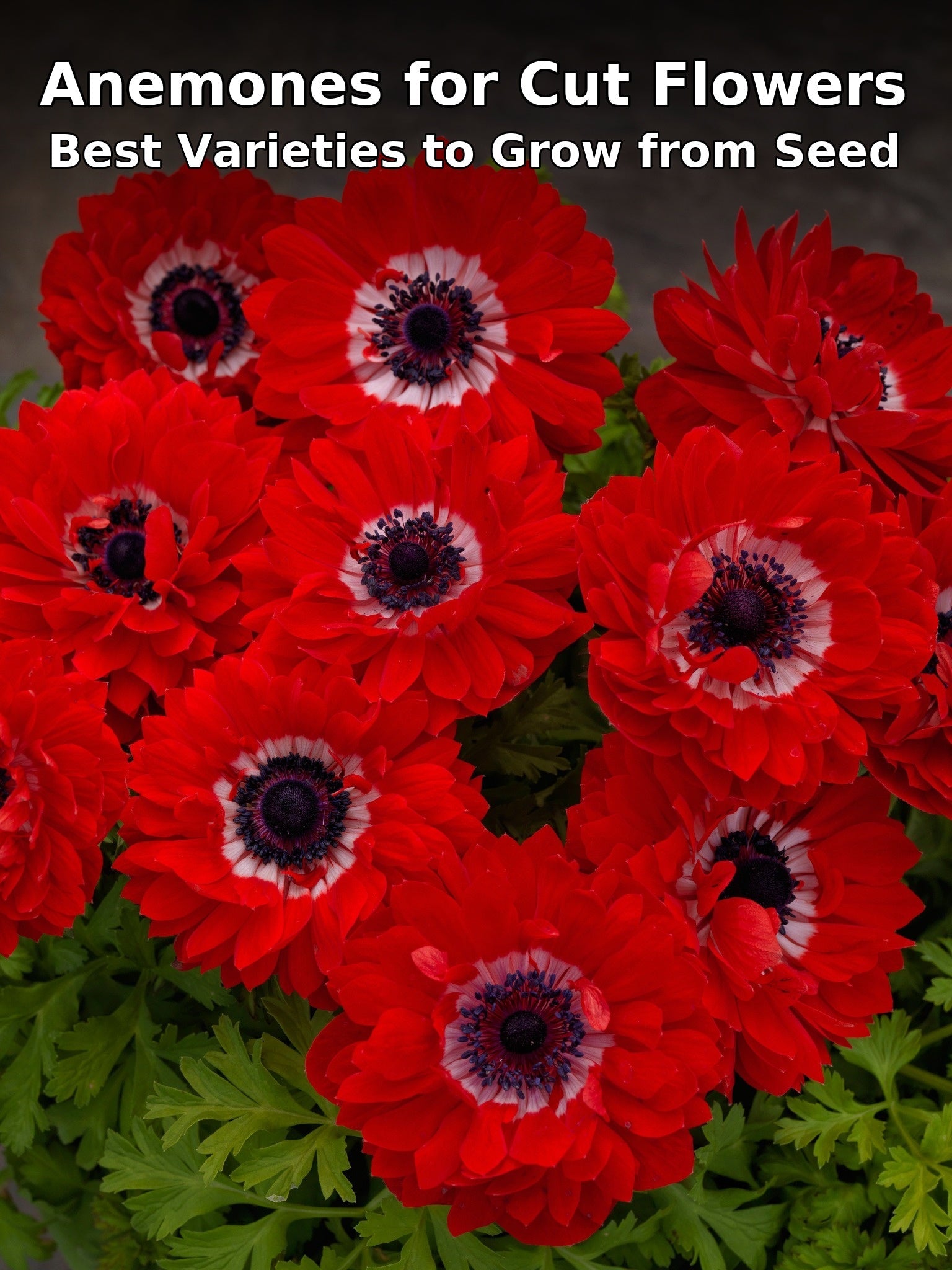 Best Anemone Varieties for Cut Flowers | Grow From Seed for Bouquets ...
