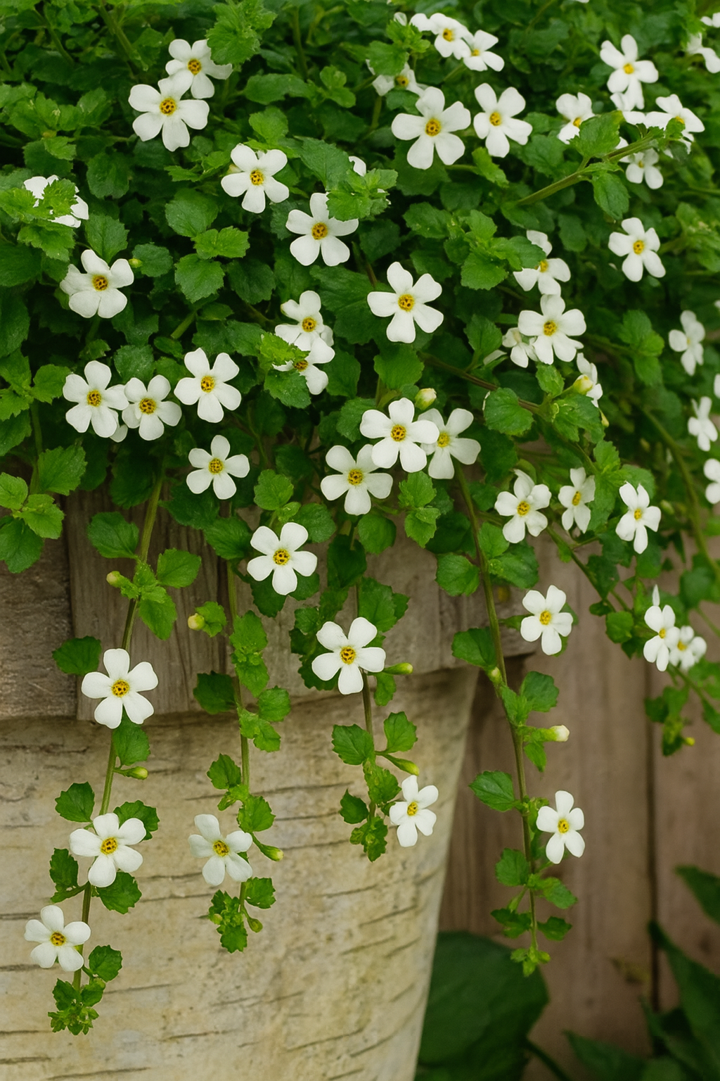 Bacopa Seeds – Snowtopia White for Hanging Baskets & Planters ...