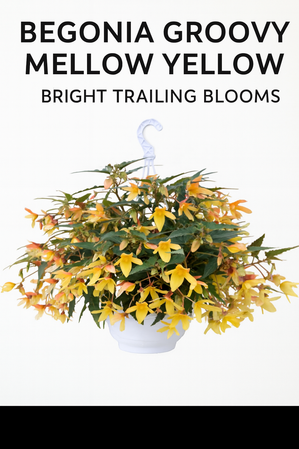 Begonia Groovy Mellow Yellow | Trailing Begonia Seeds – trailingpetunia.com
