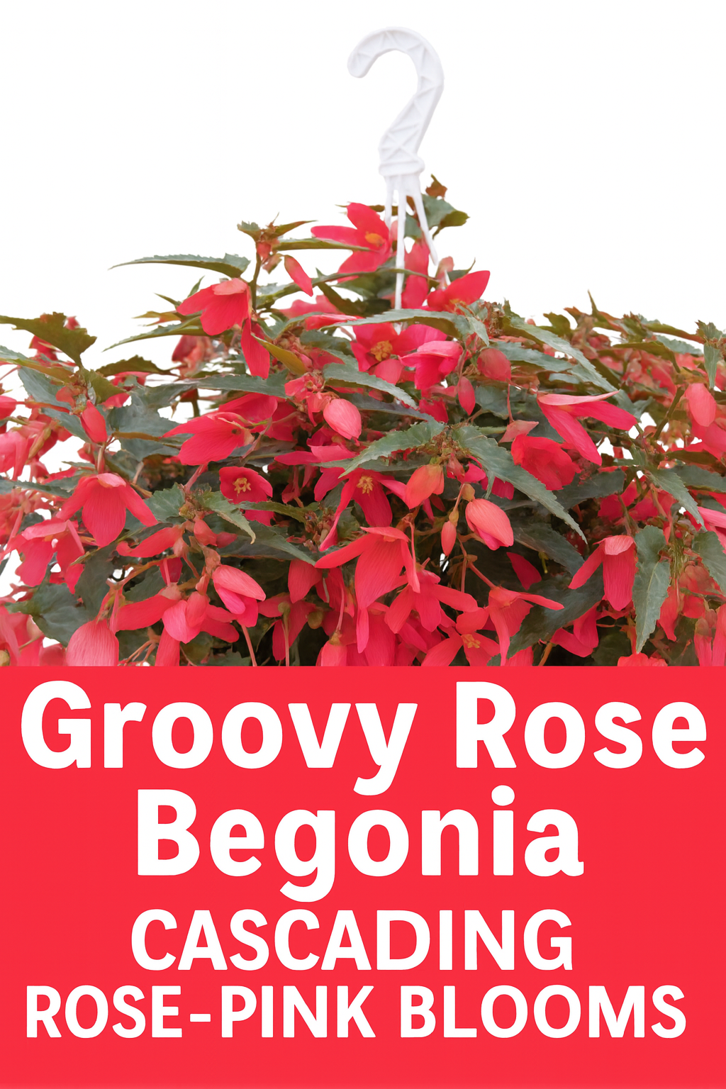 Begonia Groovy Rose Trailing Begonia | Pelleted Begonia Seeds ...