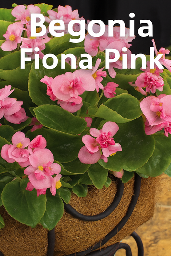 Begonia Seeds ‘Fiona Pink’ – How to Grow from Pelleted Seeds ...