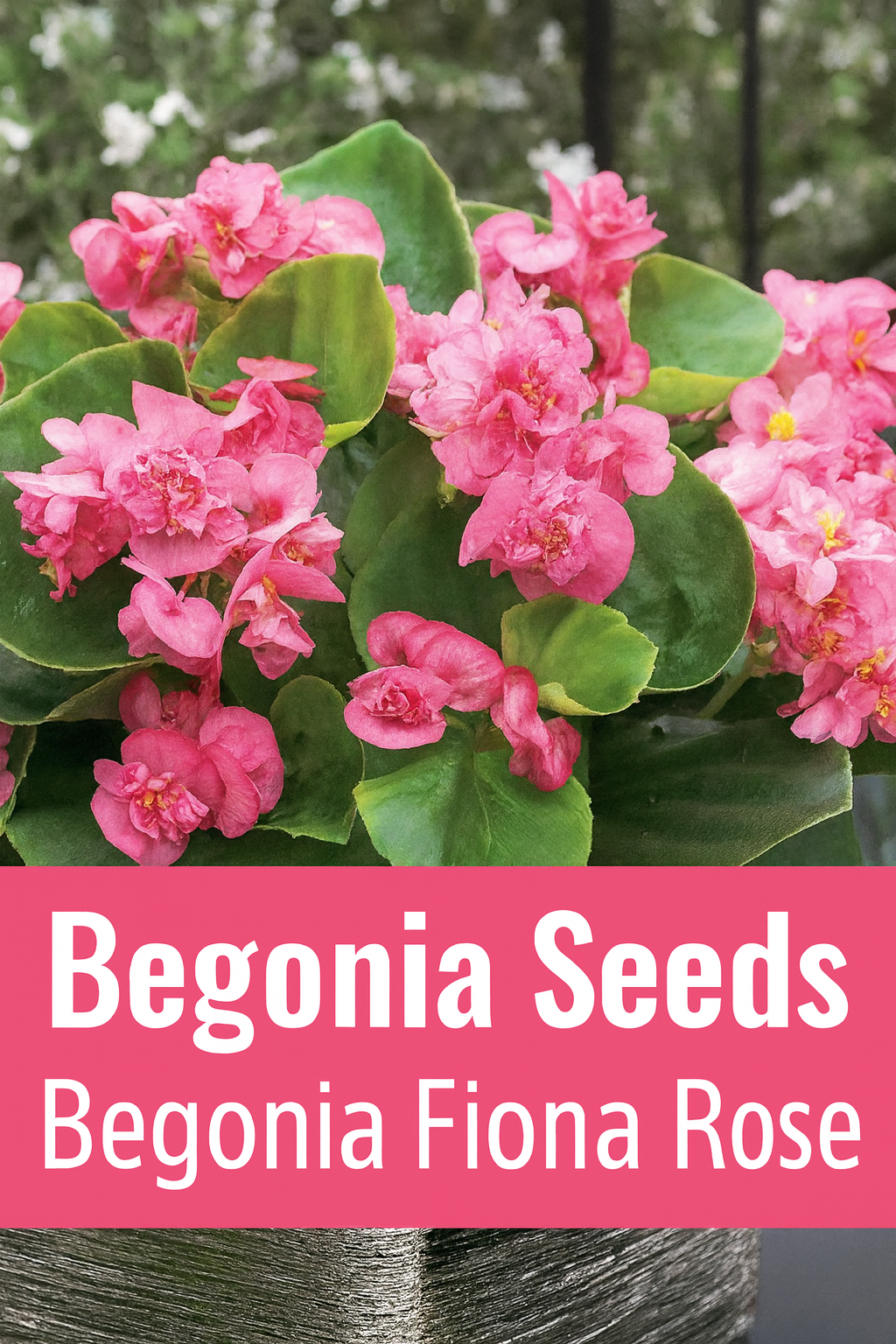 Begonia Seeds Fiona Rose | Double Bloom Begonias for Shade ...