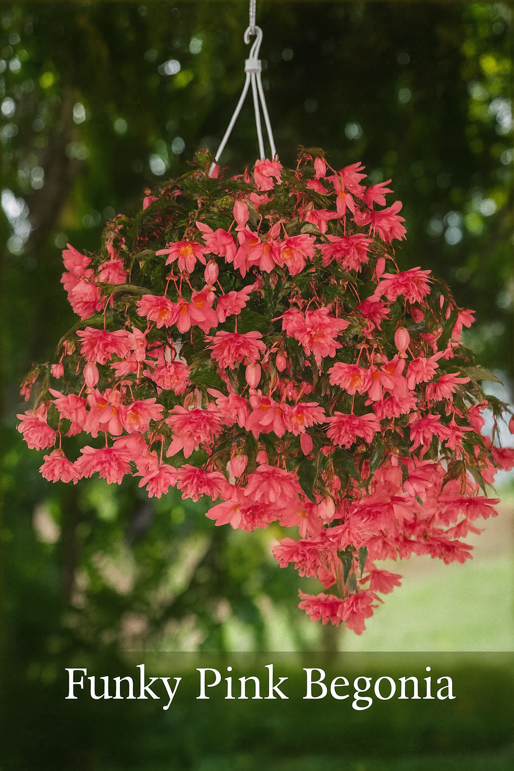 Funky Pink Begonia: A Bold Burst of Color for Hanging Baskets and Wind ...