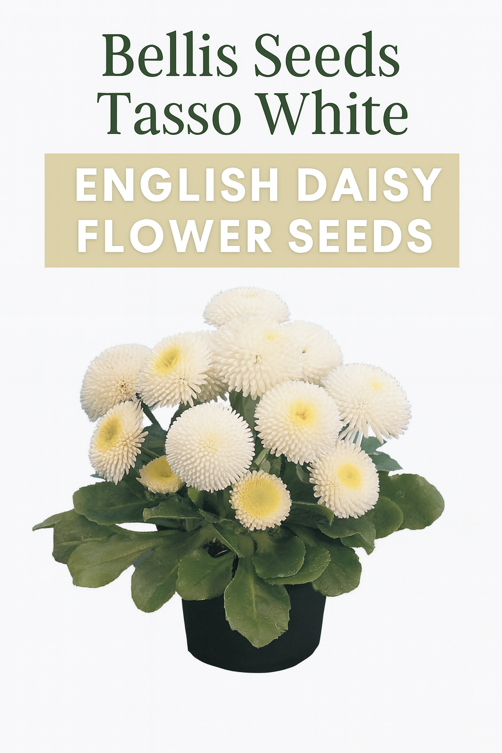 Bellis Seeds ‘Tasso White’ | English Daisy Seeds for Classic Cottage ...