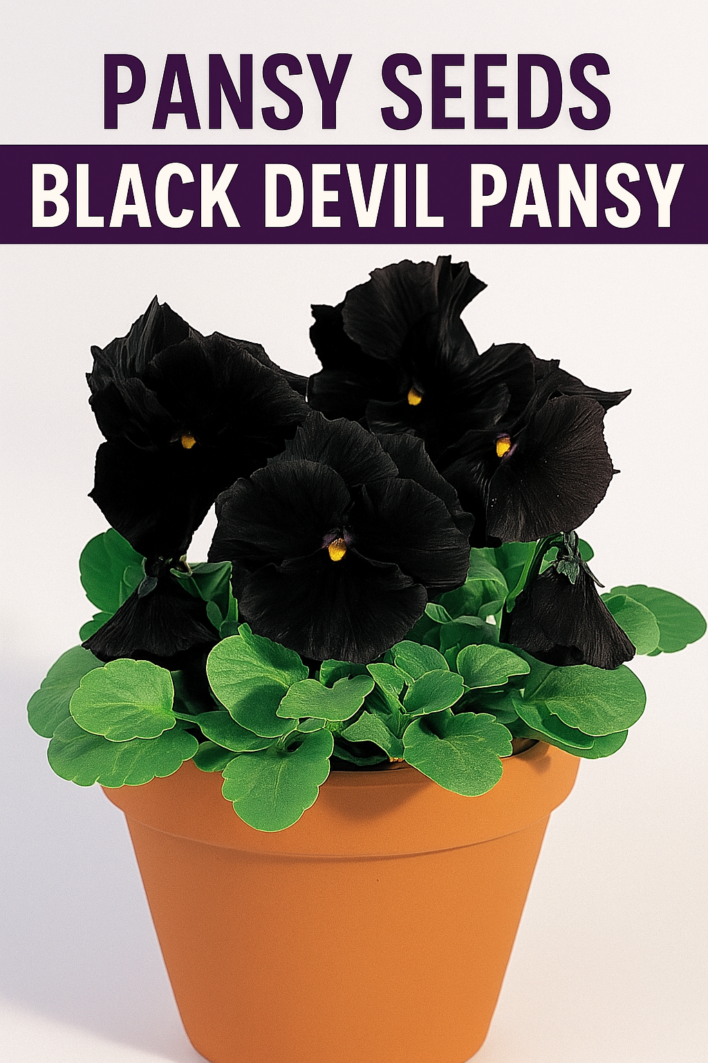 Black Devil Pansy Seeds | Rare Black Pansy Flowers – trailingpetunia.com