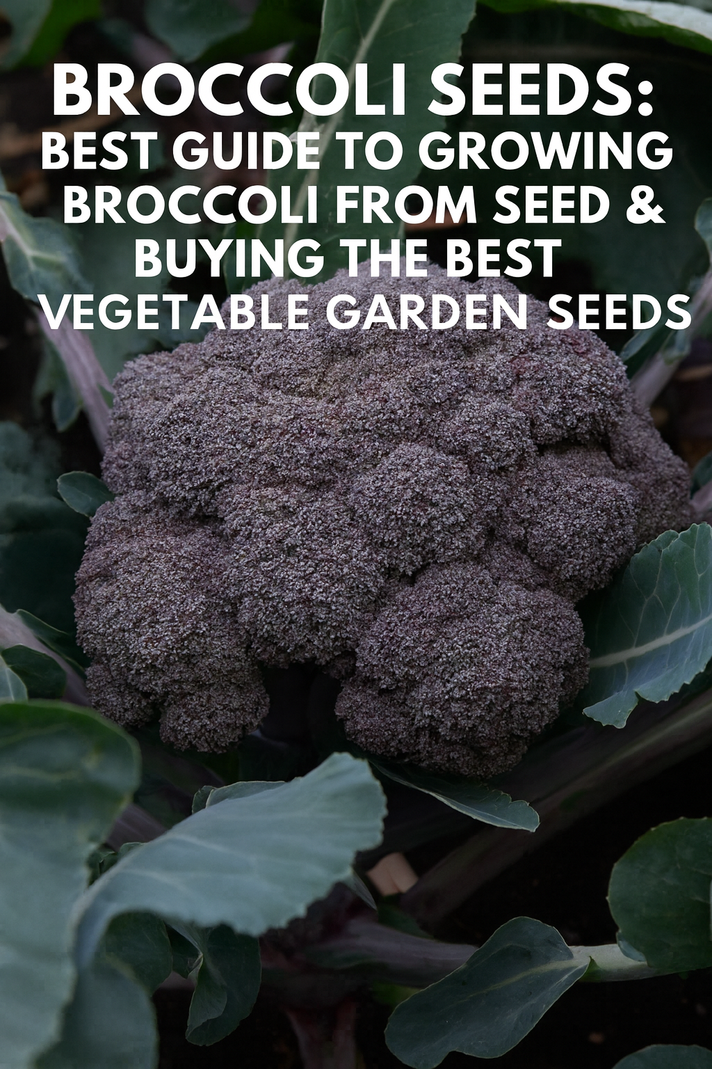 Broccoli Seeds – Buy Broccoli Seeds & Grow Broccoli From Seed ...