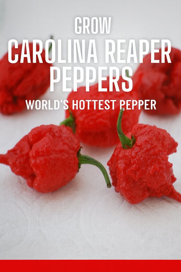 Carolina Reaper Pepper Seeds | Grow the World’s Hottest Pepper ...