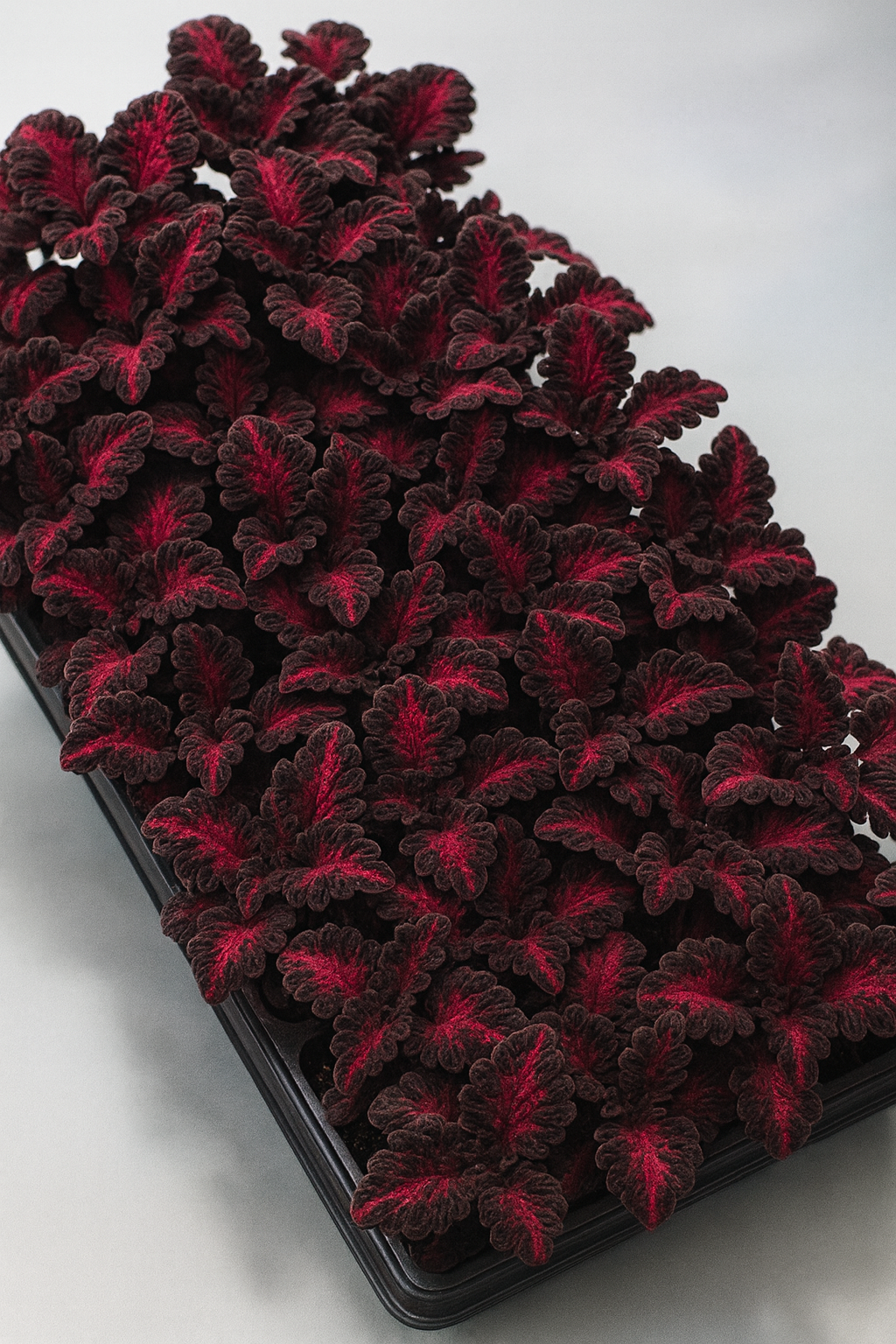 Coleus Black Dragon – Bold Foliage Color for Shade Gardens & Container ...