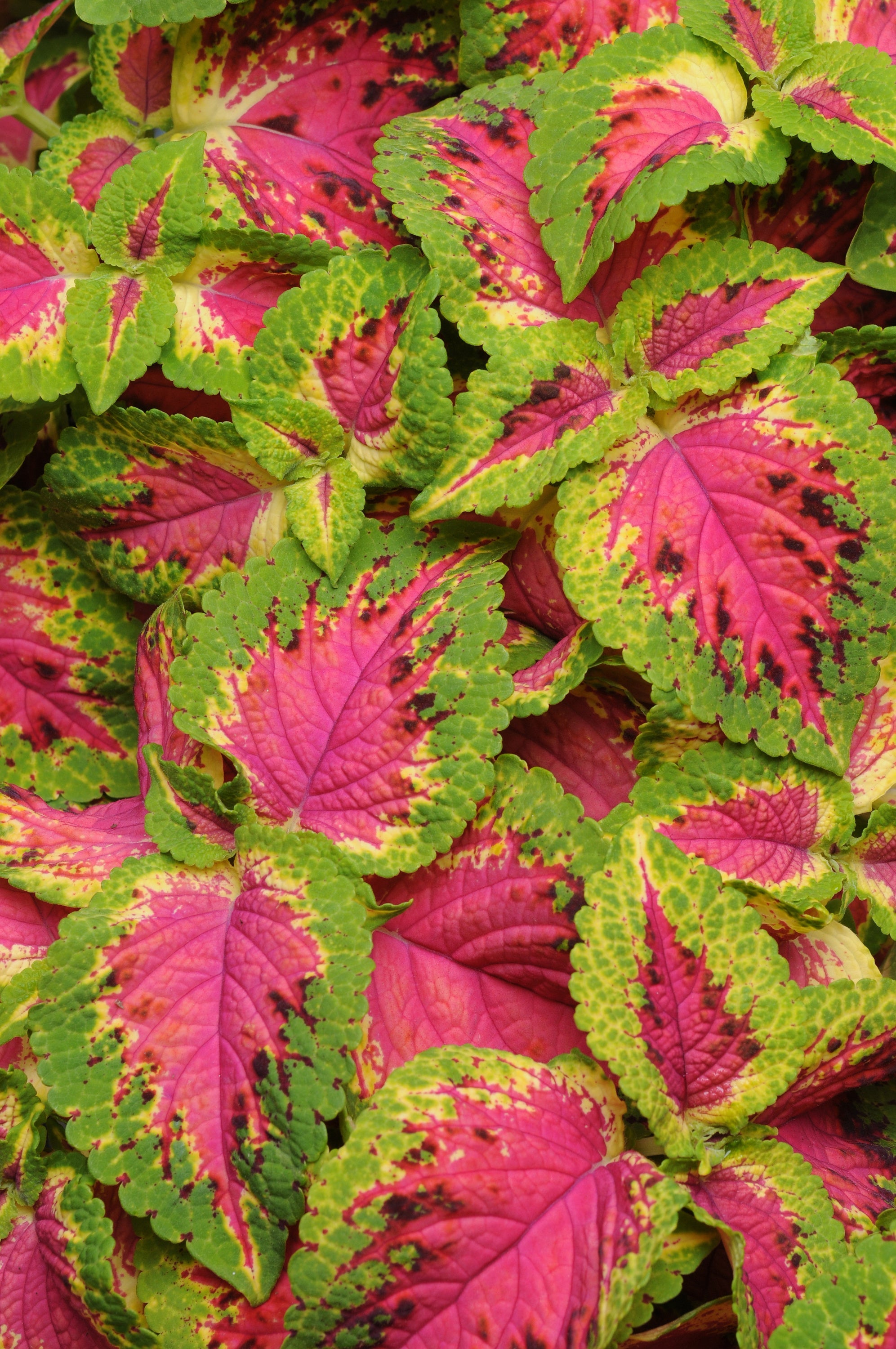 Brighten Your Beds with Coleus Premium Sun Watermelon – trailingpetunia.com