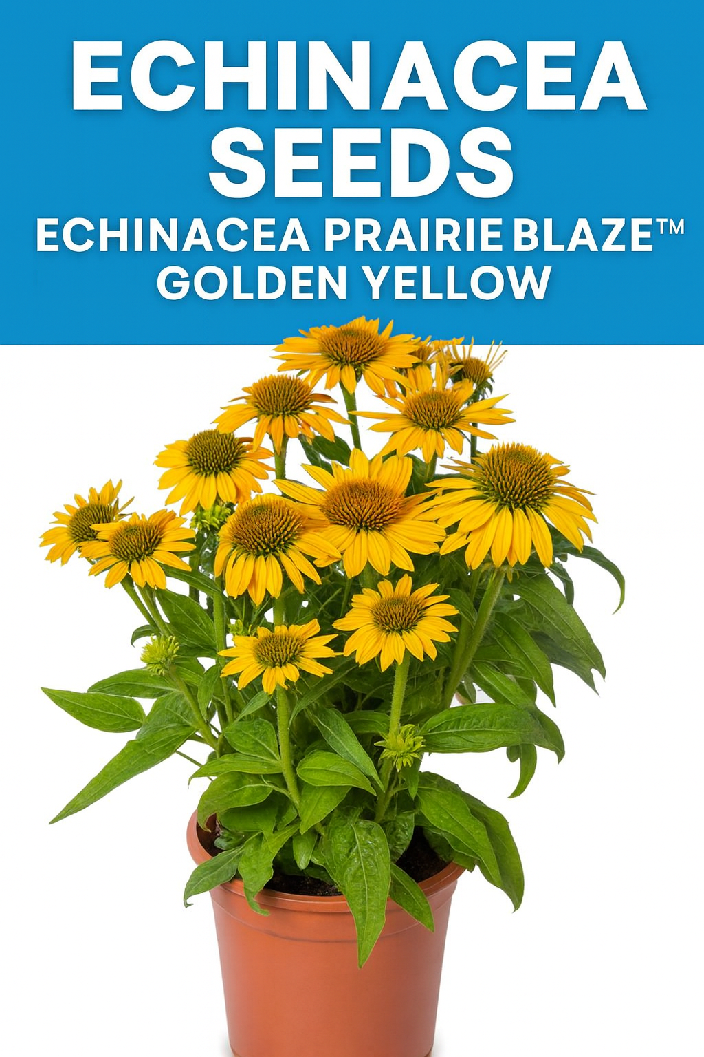 Echinacea Prairie Blaze™ Golden Yellow Seeds – Bright Perennial ...