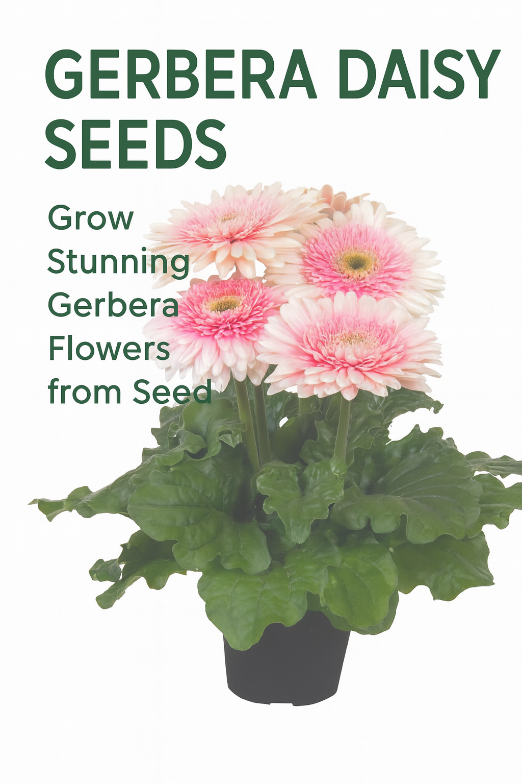 Gerbera Daisy Seeds – Grow Stunning Gerbera Flowers from Seed ...