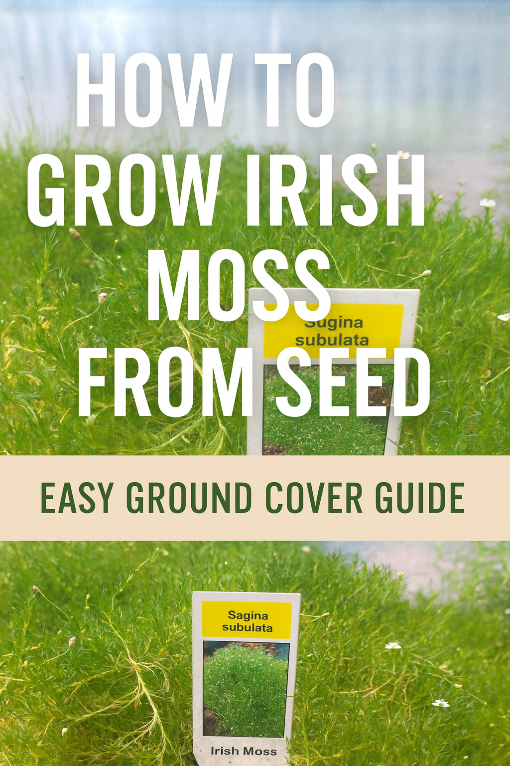 How to Start Irish Moss Seeds (Sagina) | Ground Cover Seeds Growing ...