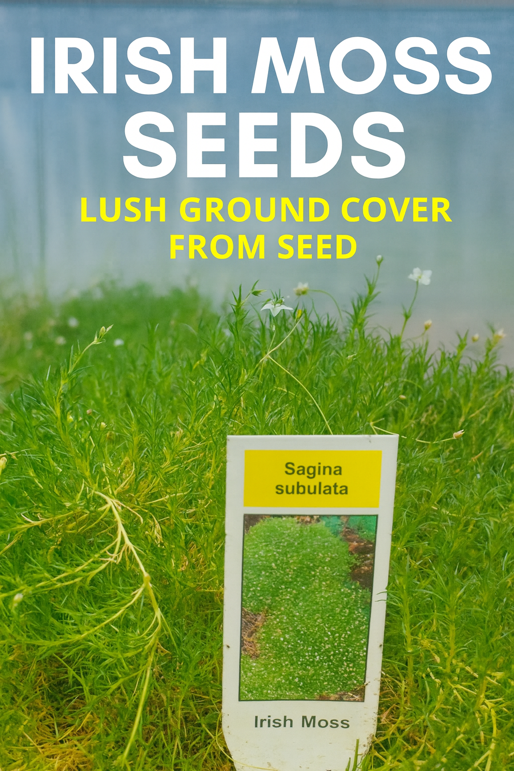Irish Moss Seeds (Sagina) | How to Grow, Care & Design with Ground ...