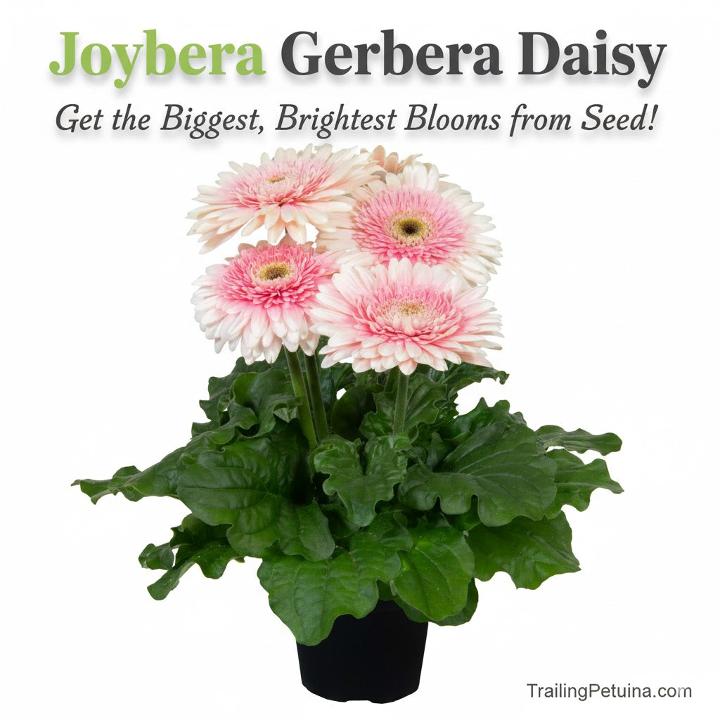 Joybera Gerbera Daisy Seeds: Grow Biggest Blooms from Seed ...