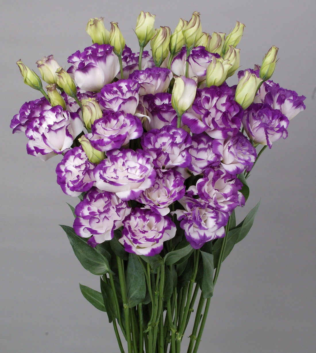 Lisianthus Bolero Blue Picotee – Elegant Ruffles with a Striking Edge ...