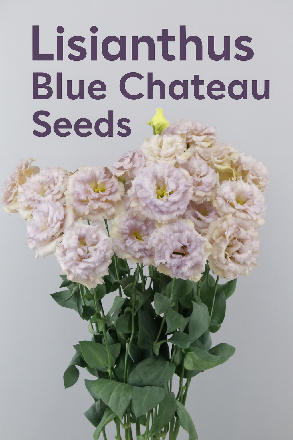 Lisianthus Blue Chateau Seeds | Elegant Cut Flower Variety ...