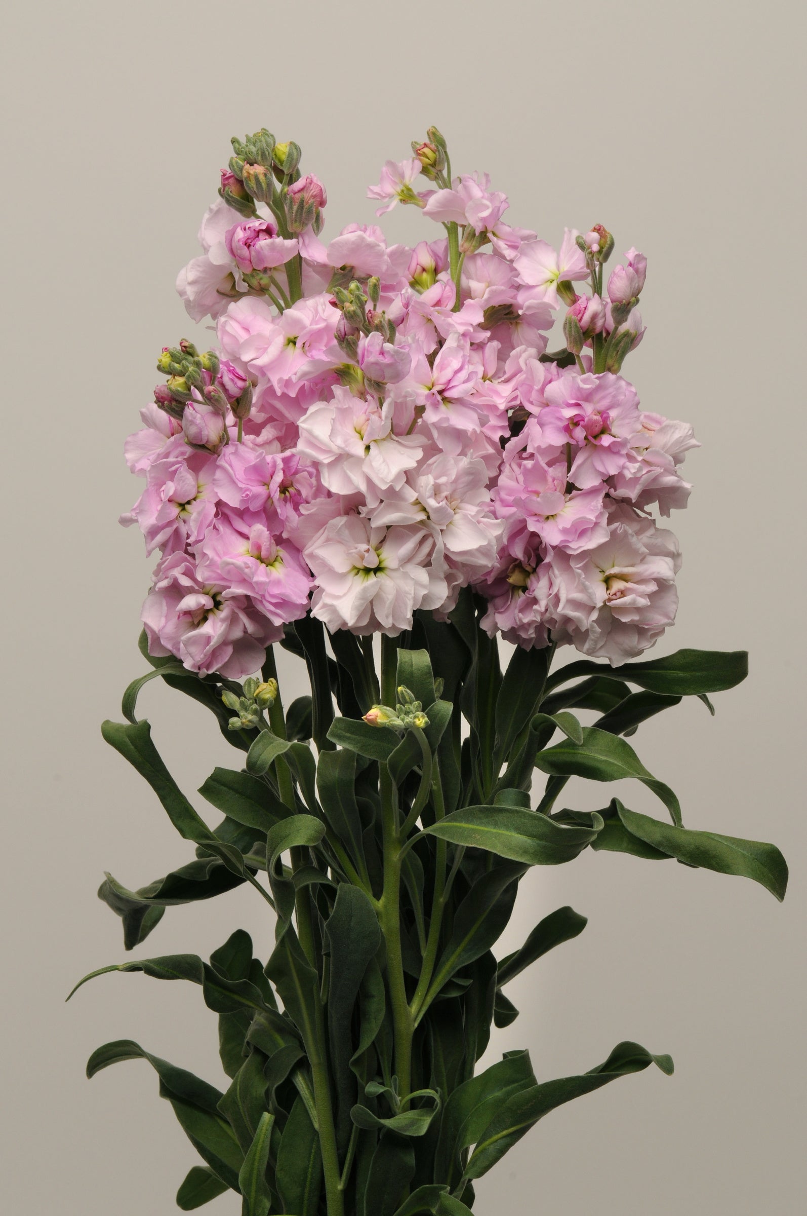 Matthiola Katz Cherry: Sweetly Scented Elegance for Spring Gardens ...