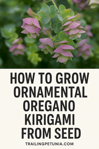 HoHow to Grow Ornamental Oregano Kirigami from Seed | Kirigami Oregano ...