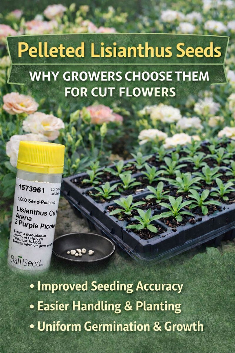 Pelleted Lisianthus Seeds for Cut Flowers | Grower Guide ...