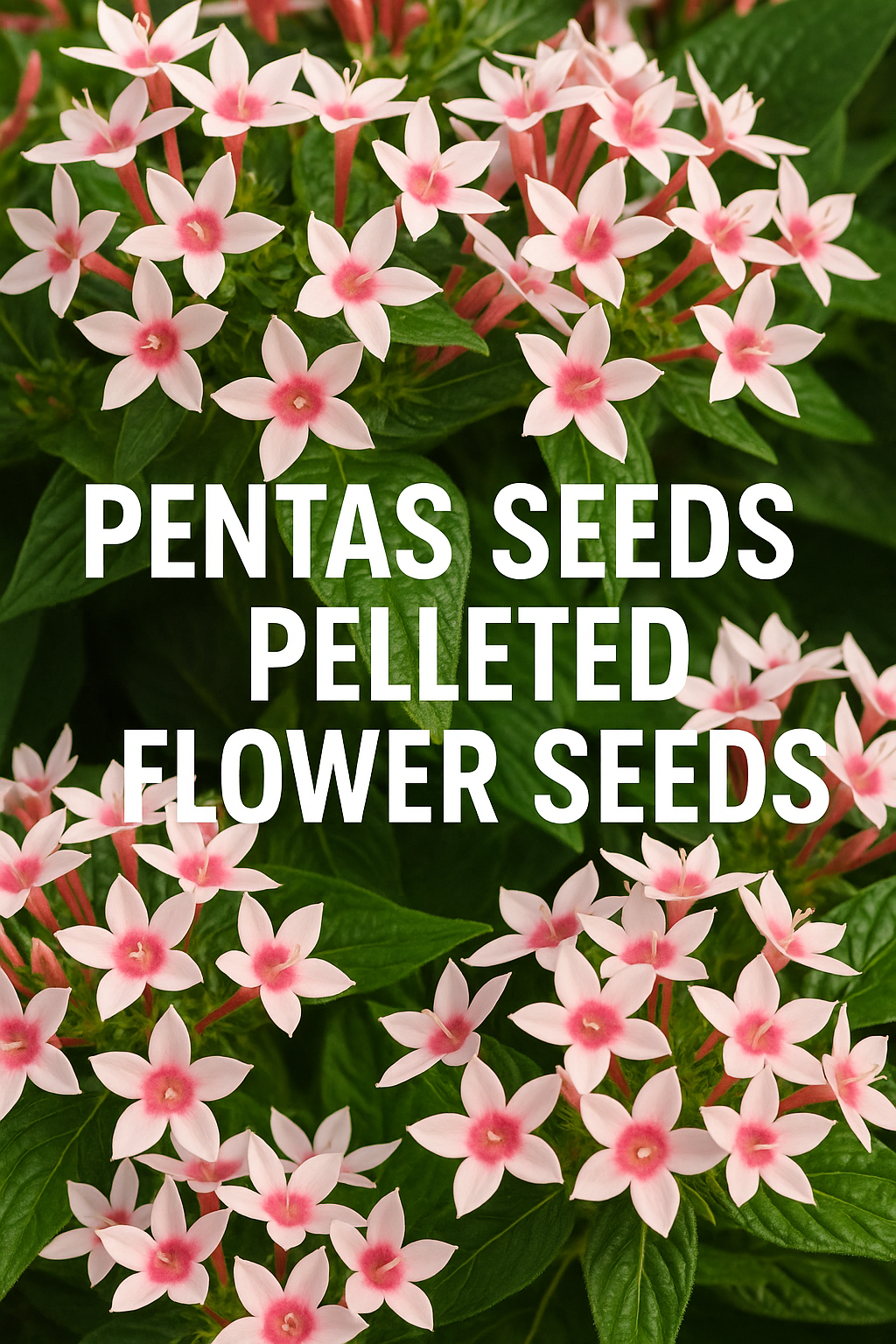 Pentas Seeds | How to Grow Pelleted Pentas for Vibrant Blooms ...
