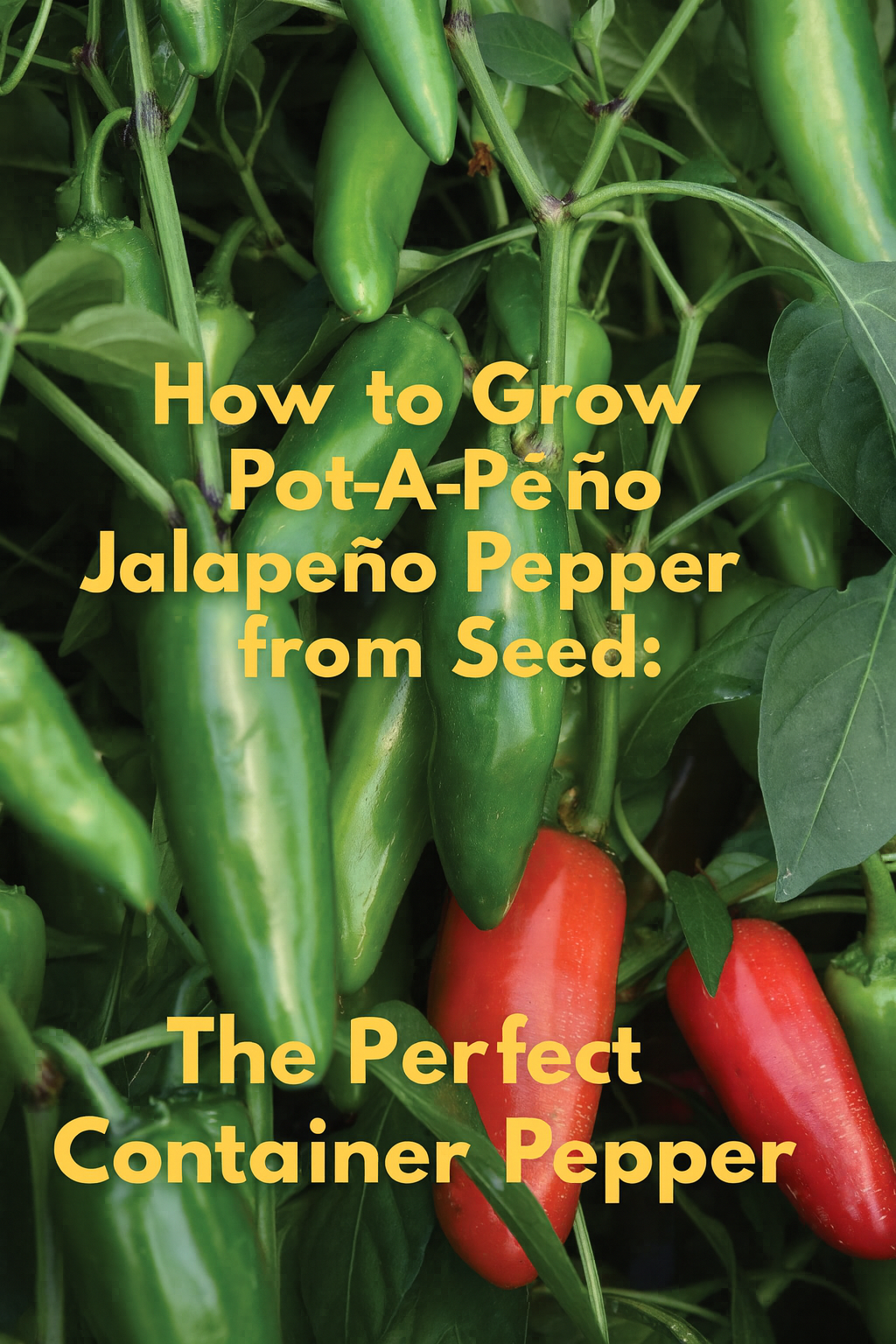 Pot-A-Peño Jalapeño Pepper Seeds Compact, High-Yield Container Pepper ...