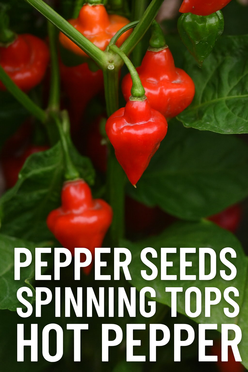 Spinning Tops Hot Pepper Seeds | Colorful, Compact, and Spicy Variety ...
