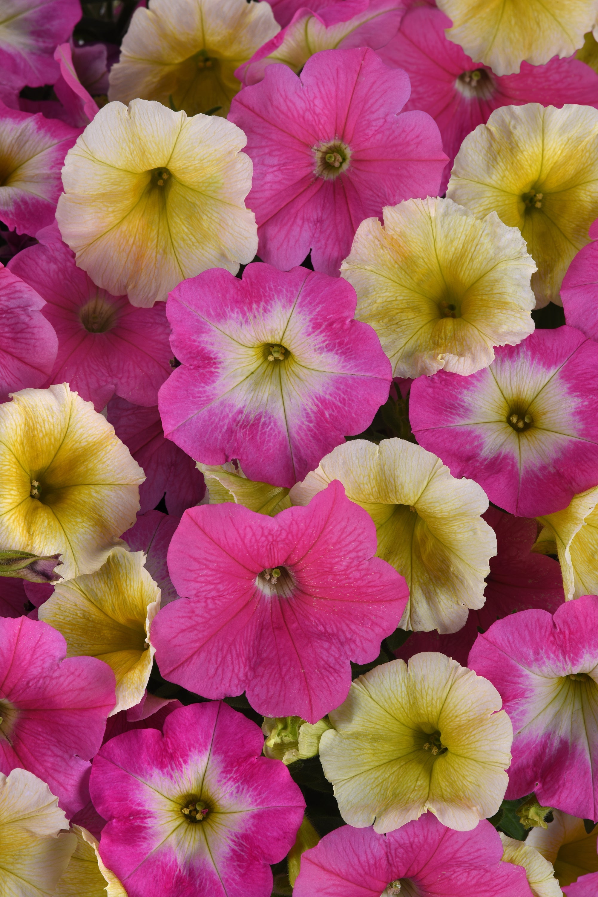 Trailing Petunias for Hanging Baskets A Blooming Cascade of Color ...