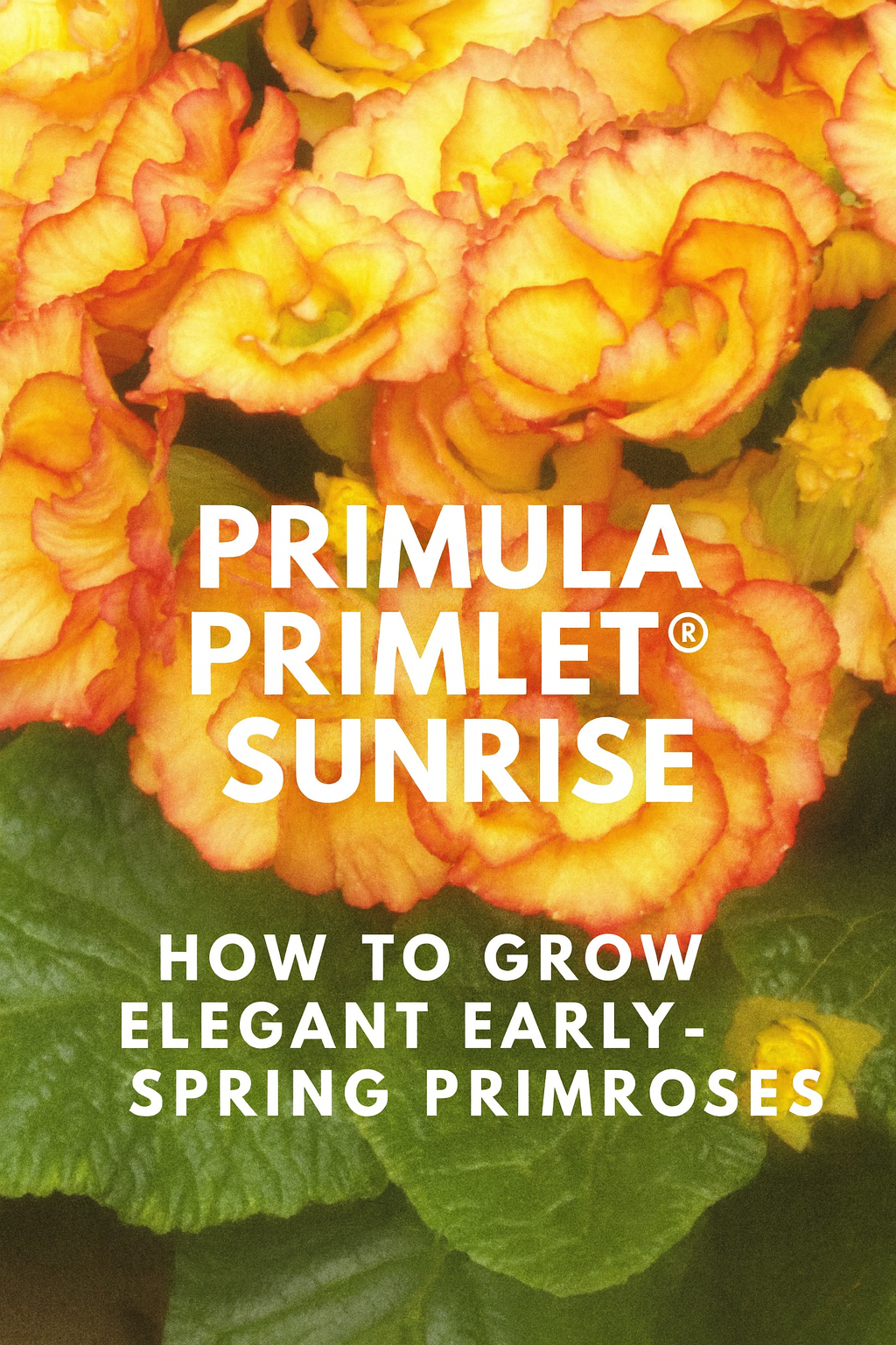 How to Grow Primula Primlet® Sunrise from Seed | Early-Blooming ...
