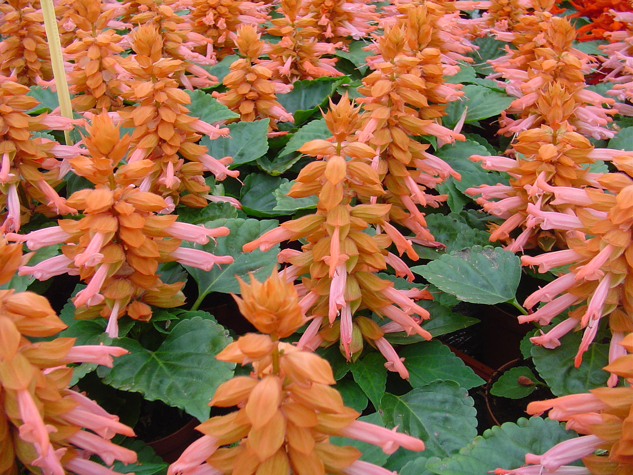 Salvia Reddy Pink – Bold Color, Compact Growth – trailingpetunia.com