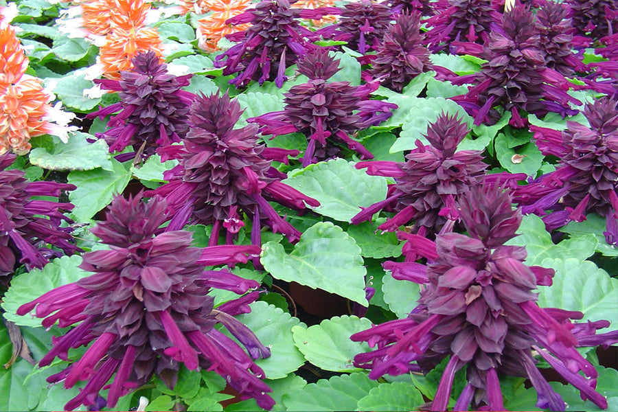 Salvia Seeds – Reddy Purple Annual Flower Seeds – trailingpetunia.com