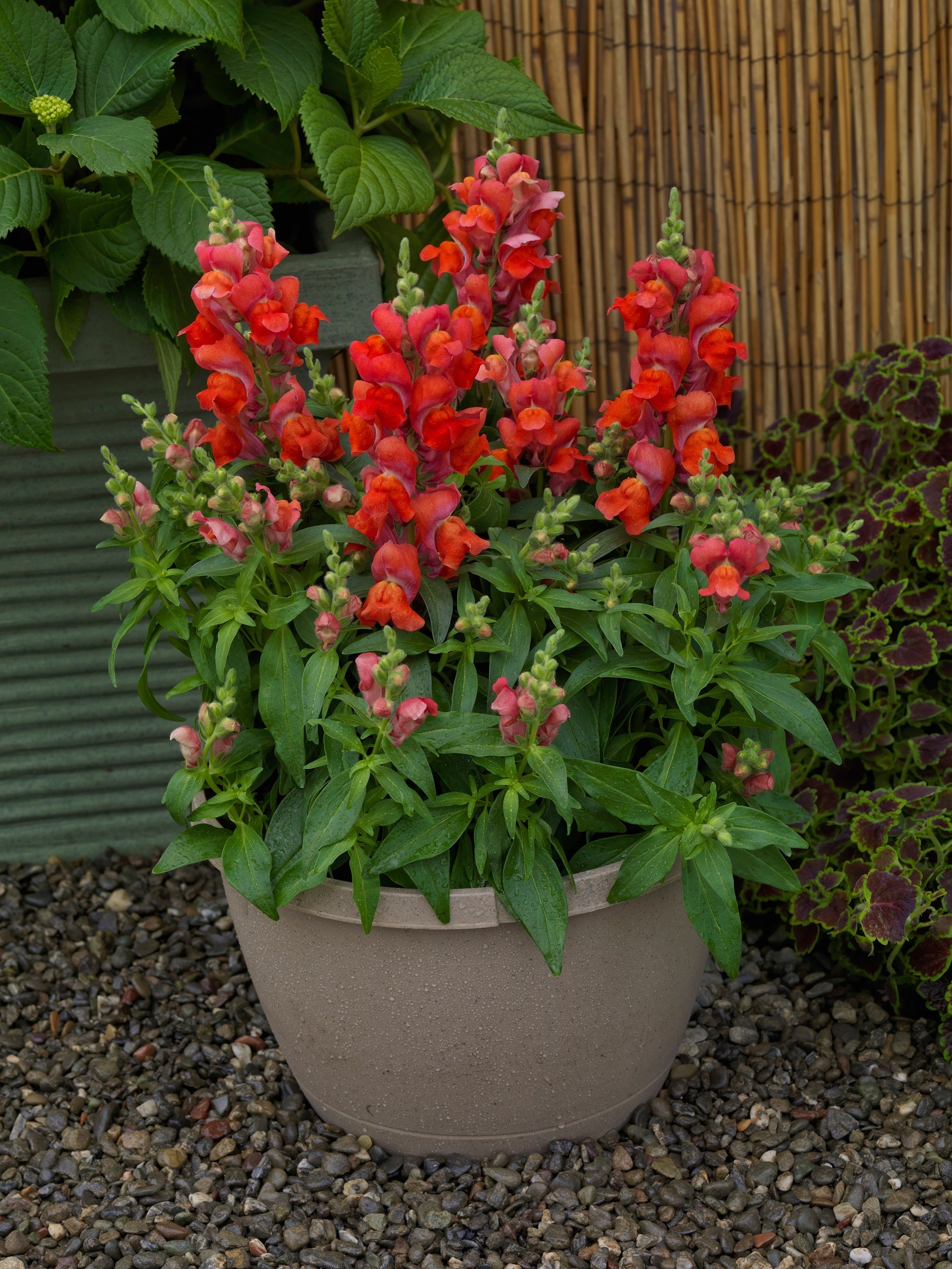 Radiant Orange Blooms in a Compact Package – Snapdragon Candy Tops Ora ...