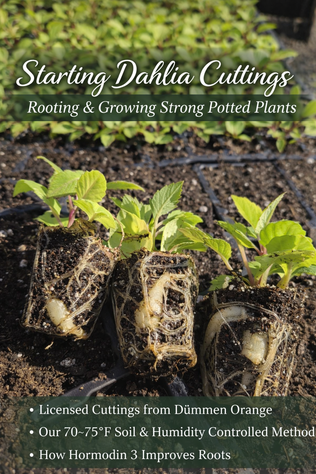 Starting Dahlia Cuttings for Potted Plants | Propagation Guide ...