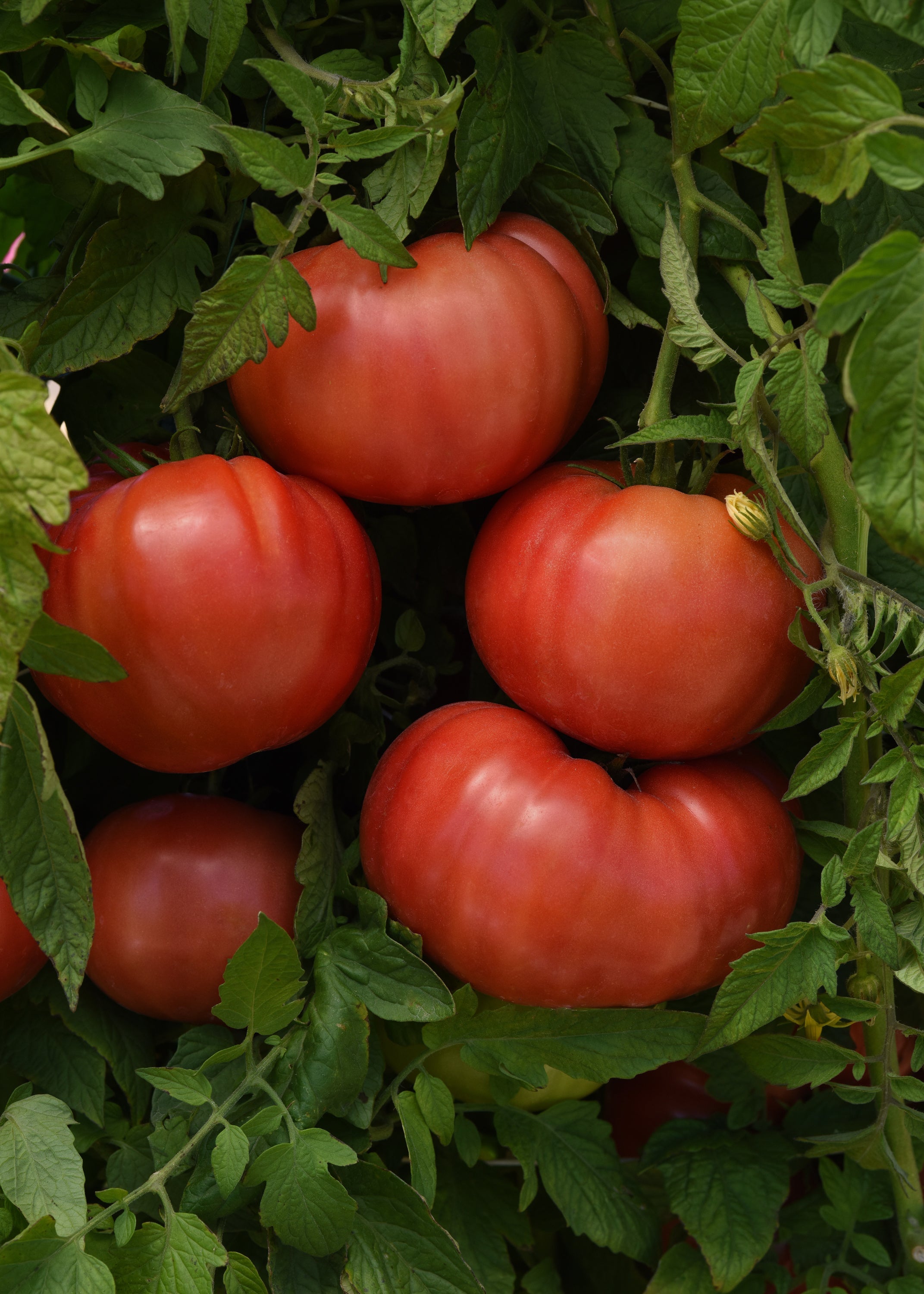 Blushing Star Tomato – A Juicy, Pink-Tinted Beefsteak for Gardeners Wh ...