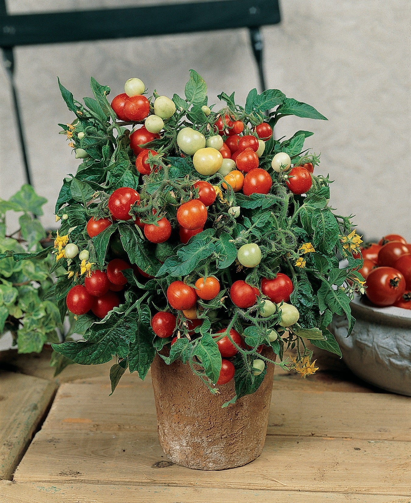Tomato 'Micro Tom' – The World's Smallest Tomato Plant Packs Big Flavo ...