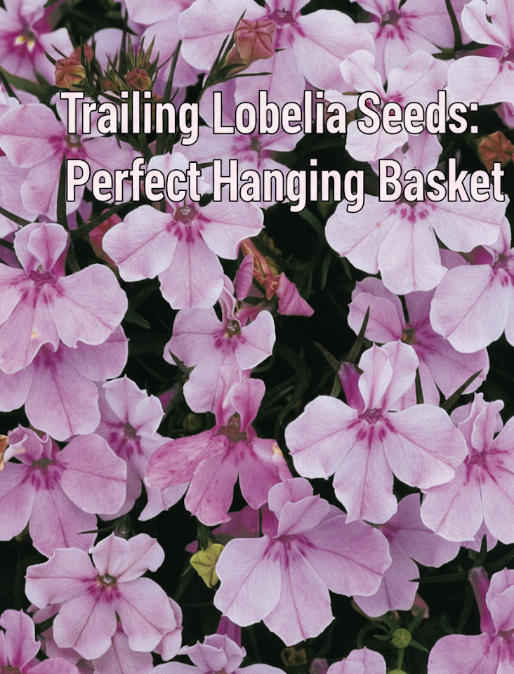 Trailing Lobelia Seeds: Perfect Hanging Basket Flowers | Shop Now ...