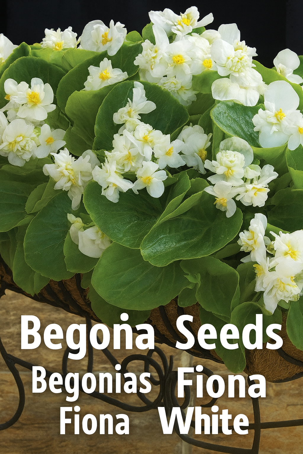 Begonia Seeds Fiona White – How to Grow Elegant Double Begonias ...