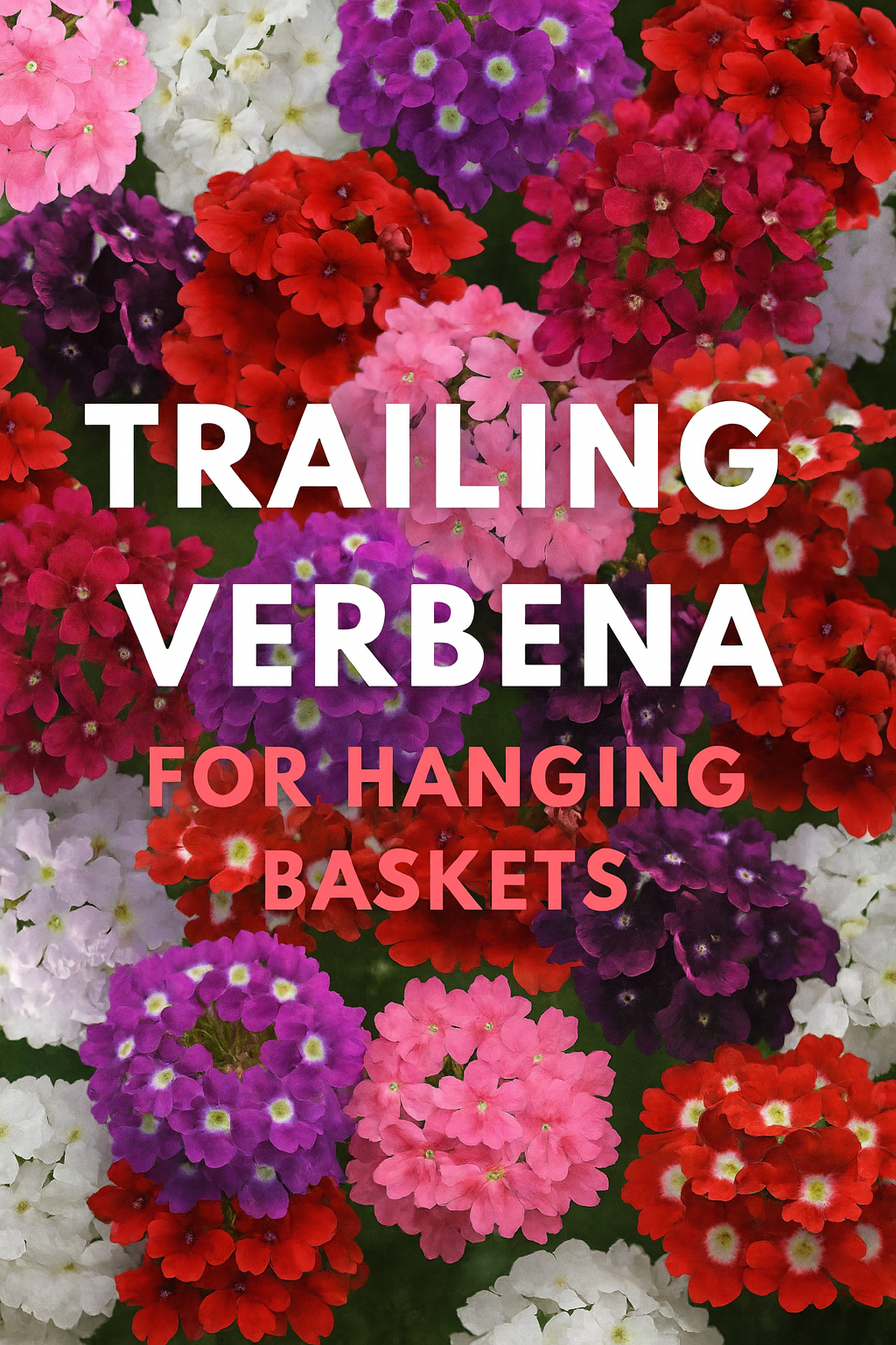 Trailing Verbena for Hanging Baskets | Grow Cascading Blooms from Seed ...
