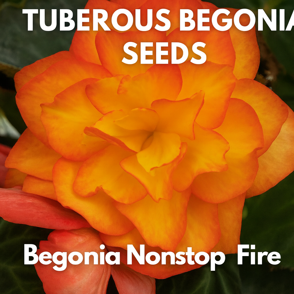 Tuberous Begonia Seeds – Begonia Nonstop Fire for Brilliant Summer ...